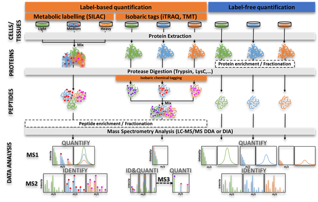 Large-scale Proteomics – ProteoToul